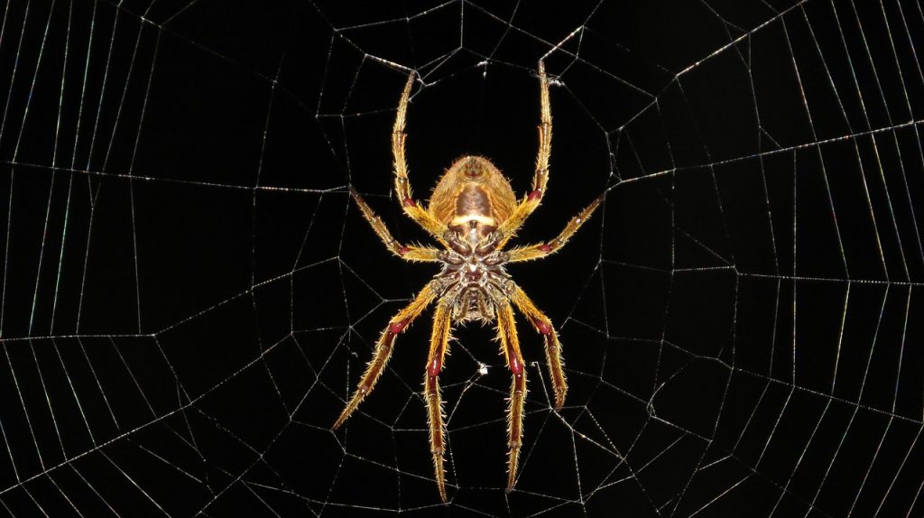 Arachnology – Learn More About our Eight-Legged Friends