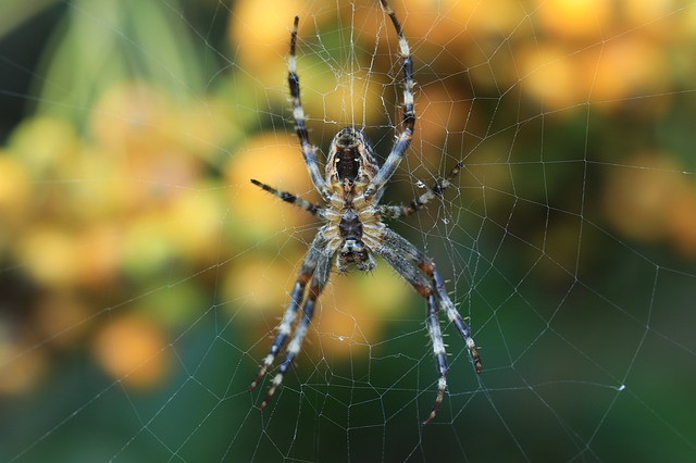 Arachnology – Learn More About our Eight-Legged Friends